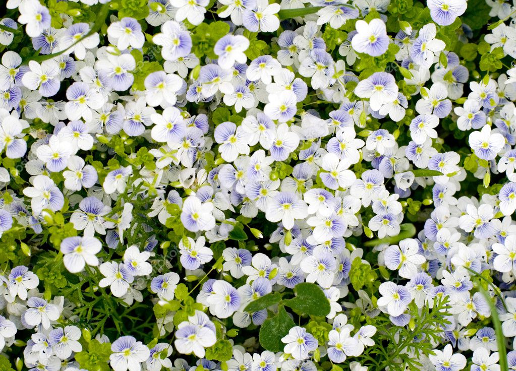 Tiny cute flowers among grass Stock Photo by ©Zoreslava 3363023