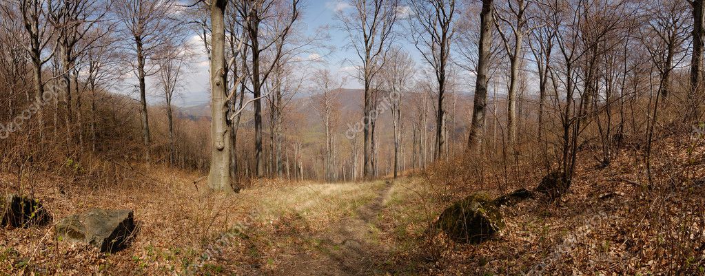 Forest scenery with bare trees — Stock Photo © kriszta_farkas #2713908