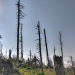 Free Stock photo of dead wood | Photoeverywhere