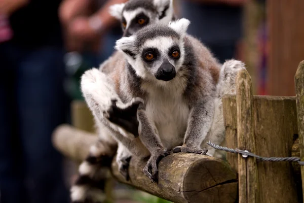 Ring tail monkey — Stock Photo #2695059 - Stock Image - Everypixel