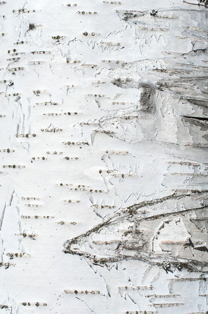 Birch-tree texture Stock Photo by ©vydrin 3085431
