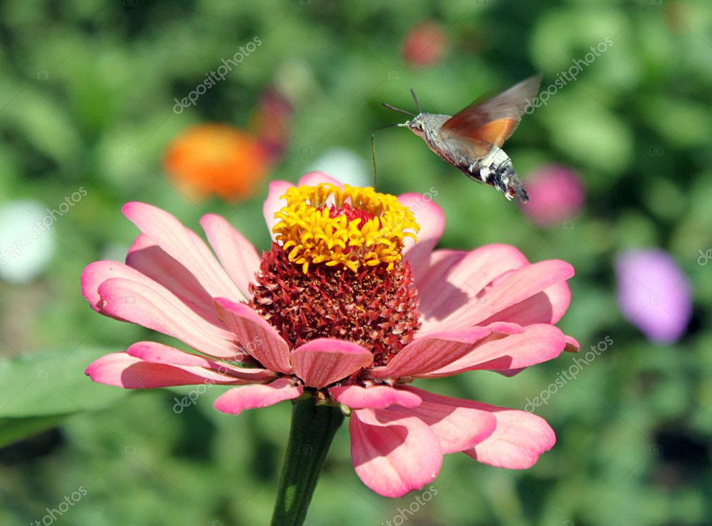 Hawk moth over zinnia — Stock Photo © romantiche #3623405