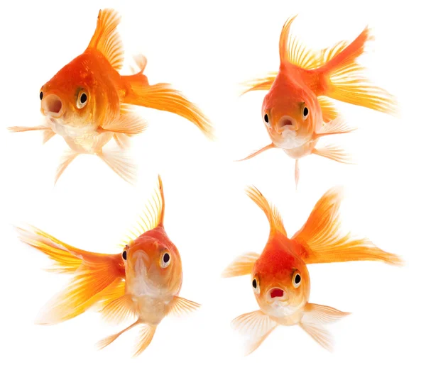 Goldfishes Stock Photos, Royalty Free Goldfishes Images | Depositphotos®