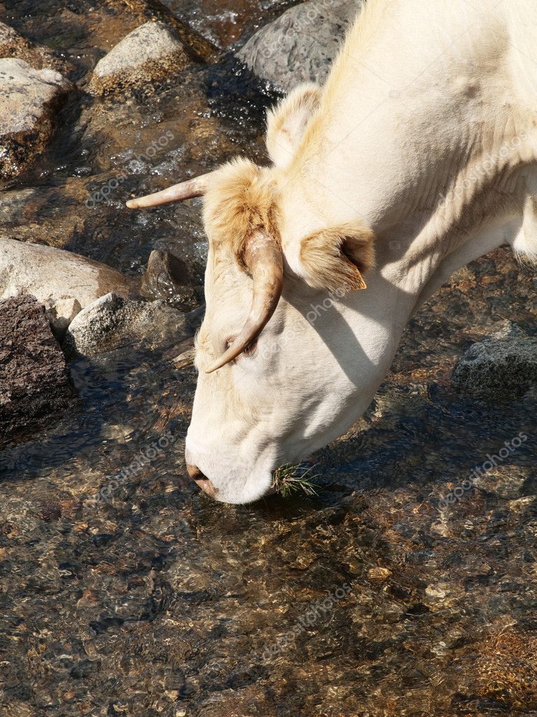 Cow drinking water — Stock Photo © ldambies #2857010