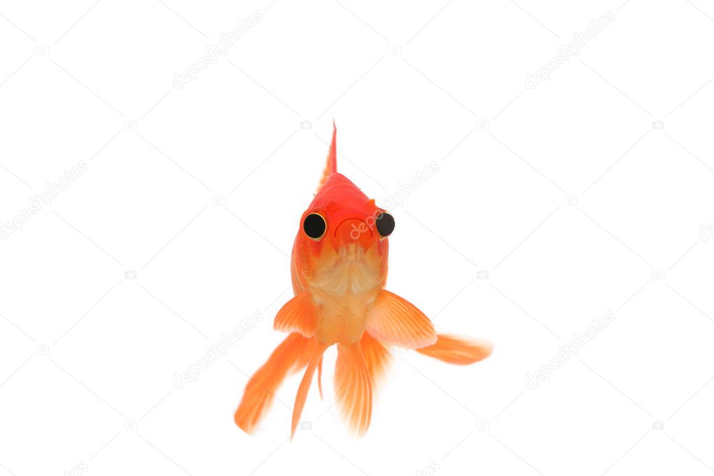 Funny goldfish with big eyes — Stock Photo © jarenwicklund #2730283