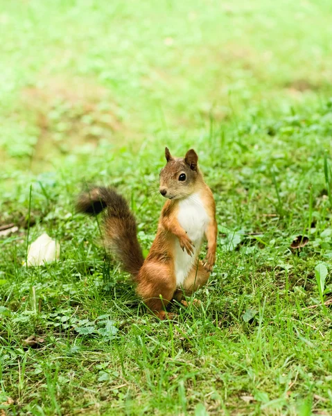 Squirrel standing Stock Photos, Royalty Free Squirrel standing Images ...