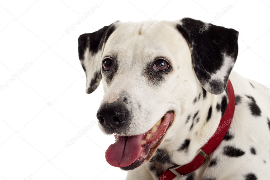 Dalmatian puppy portrait Stock Photo by ©feedough 3265652