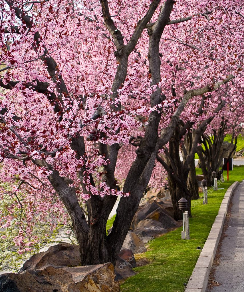 Arvores Com Flores Rosa - FDPLEARN