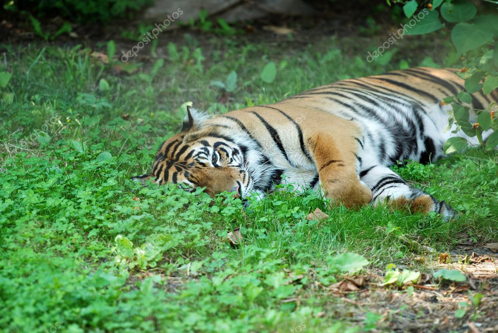 Tiger laying in the grass — Stock Photo © mcgphoto #3813720
