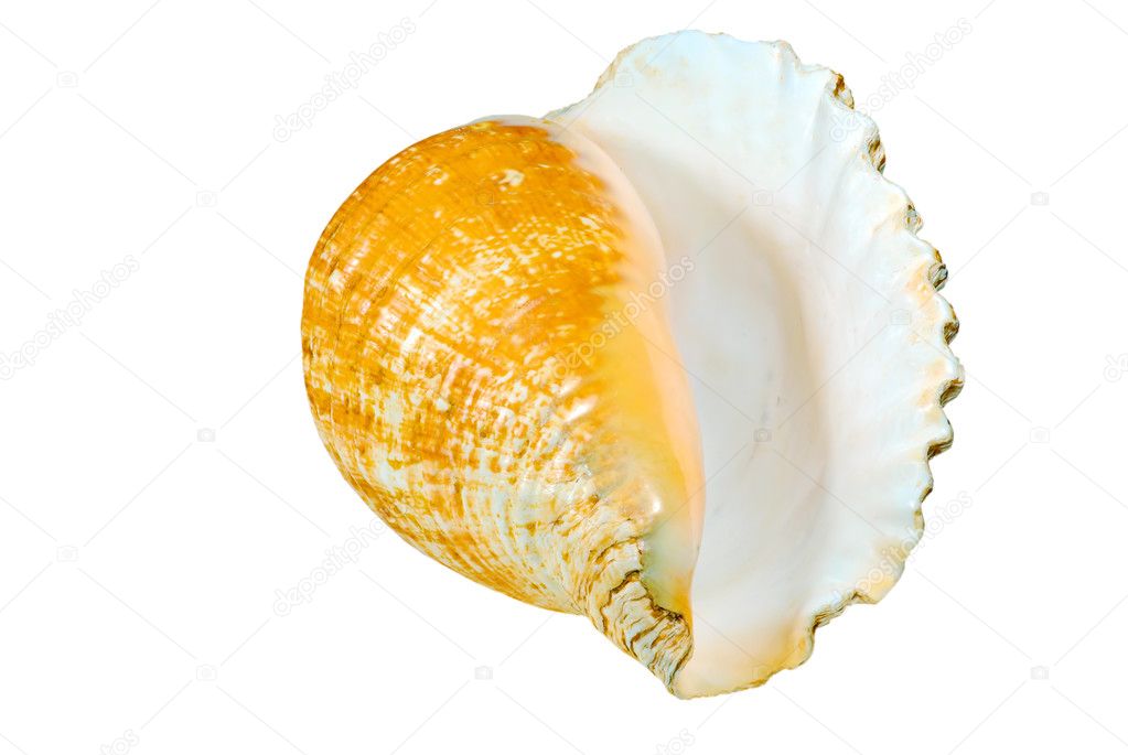 Open sea shell Isolated — Stock Photo © mcgphoto #3892352