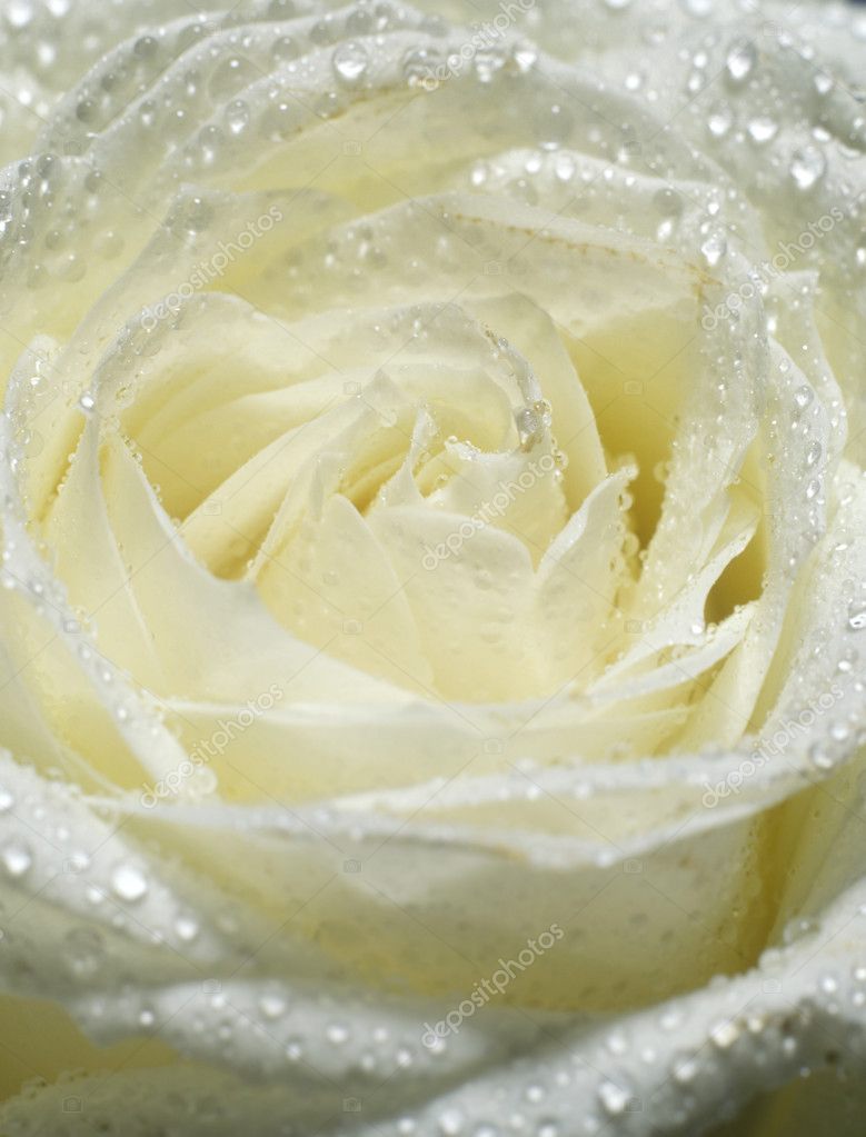 White rose — Stock Photo © phb.cz #2730629