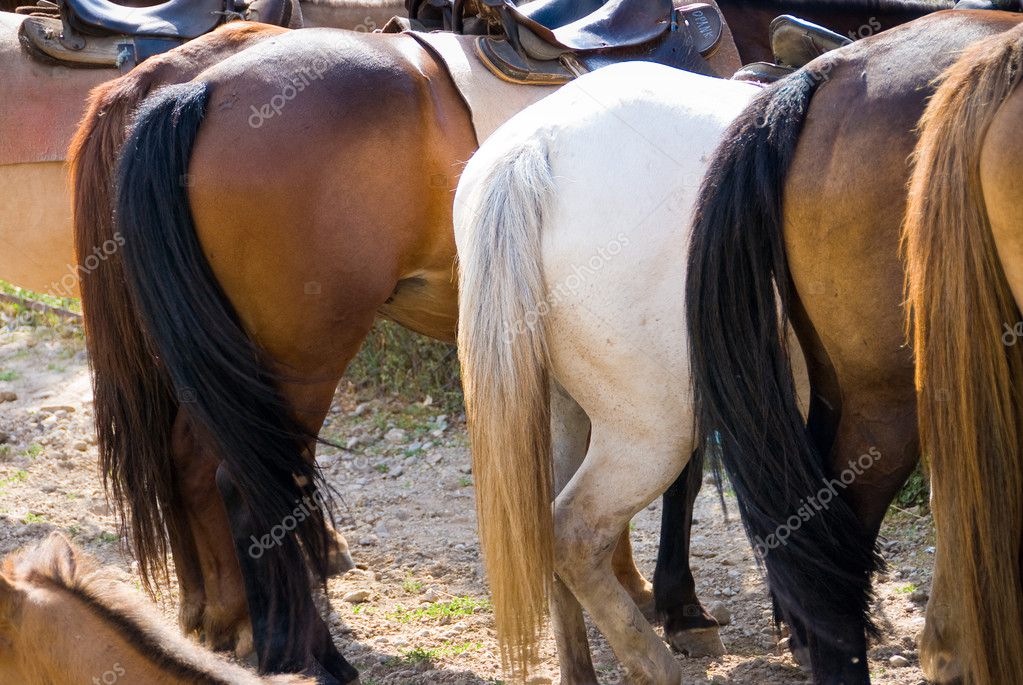 Horses croups — Stock Photo © toxawww #3187451