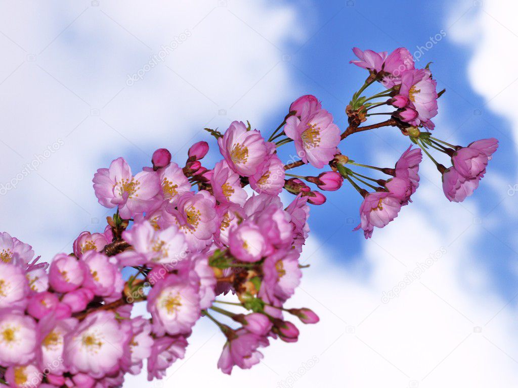 Japanese cherry tree — Stock Photo © Terric #2883428