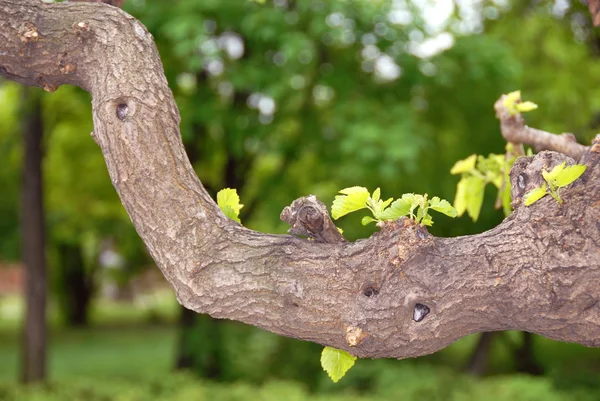 Tree branch - Stock Image - Everypixel