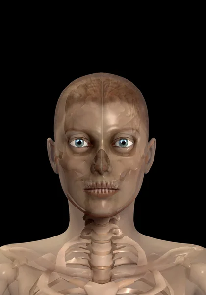 Skull And Flesh — Stock Photo © harveysart #3243756