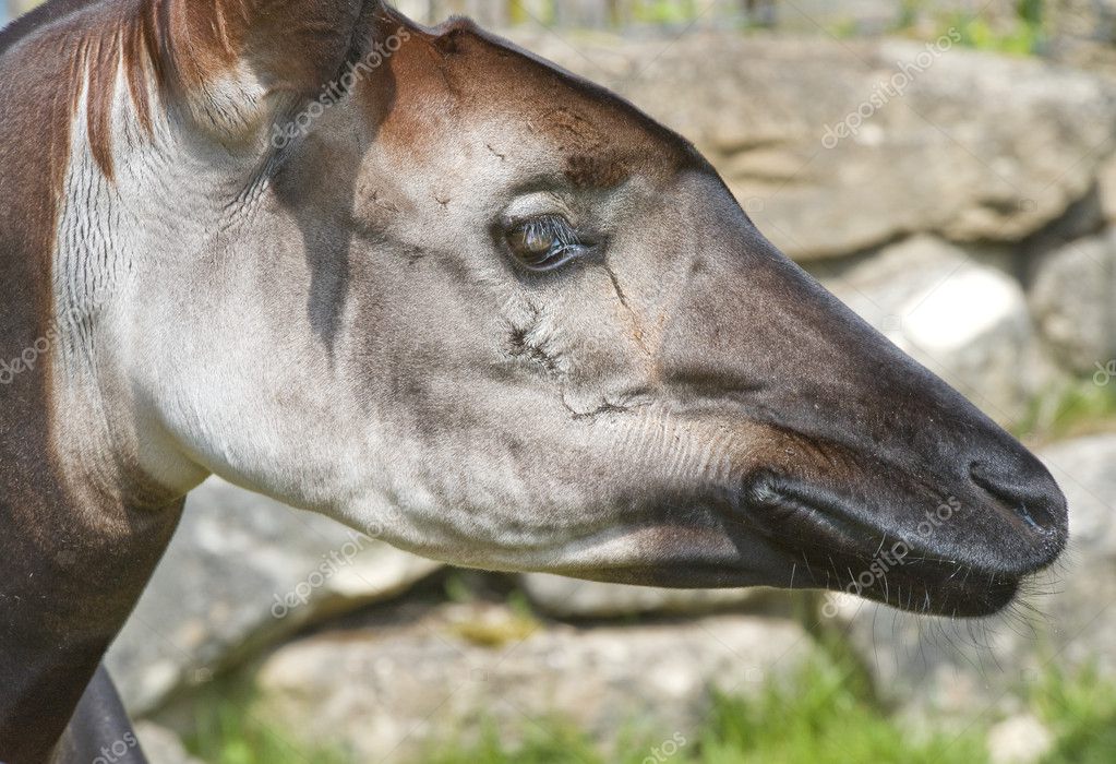 Closeup of the head of an Okapi — Stock Photo © fotomicar #3131122