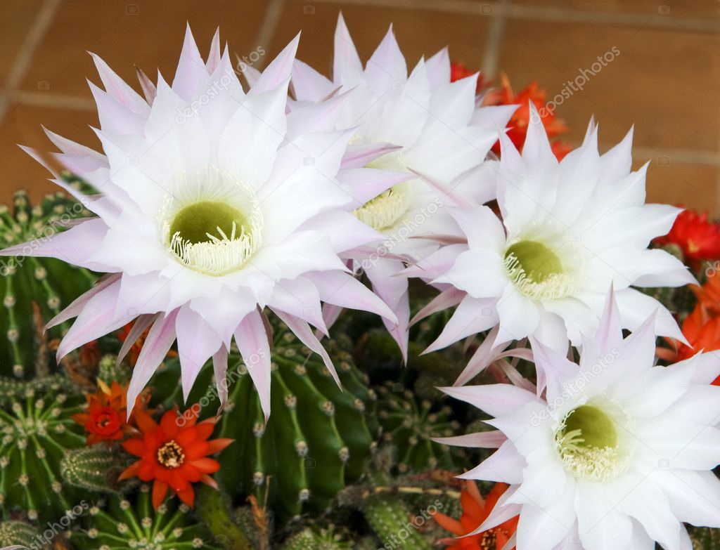 Planta do cacto em flor — Stock Photo © fotomicar #3365436