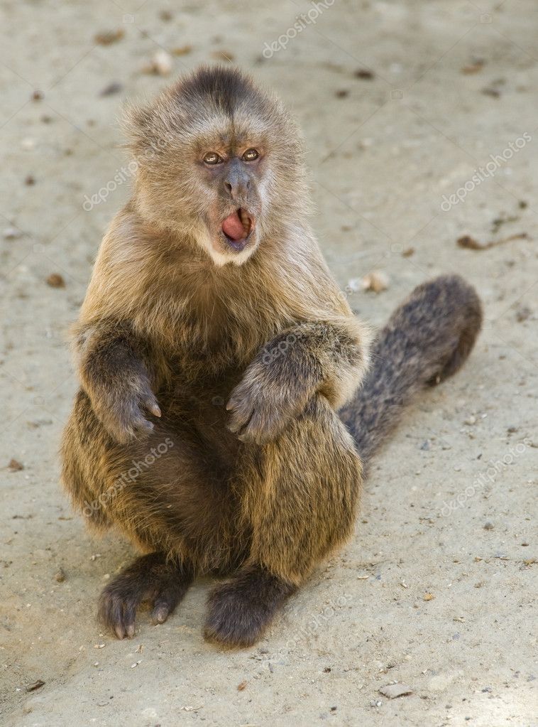 Capuchin Monkey — Stock Photo © fotomicar #3601916