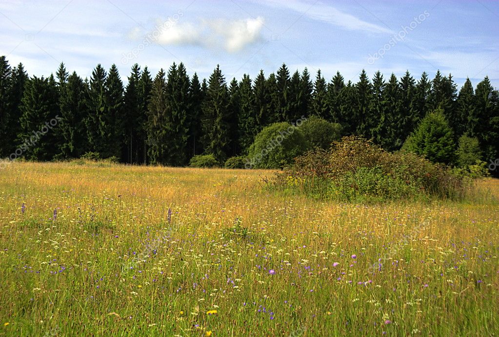 Natural meadows and forest in summer — Stock Photo © fancyfocus #3345784