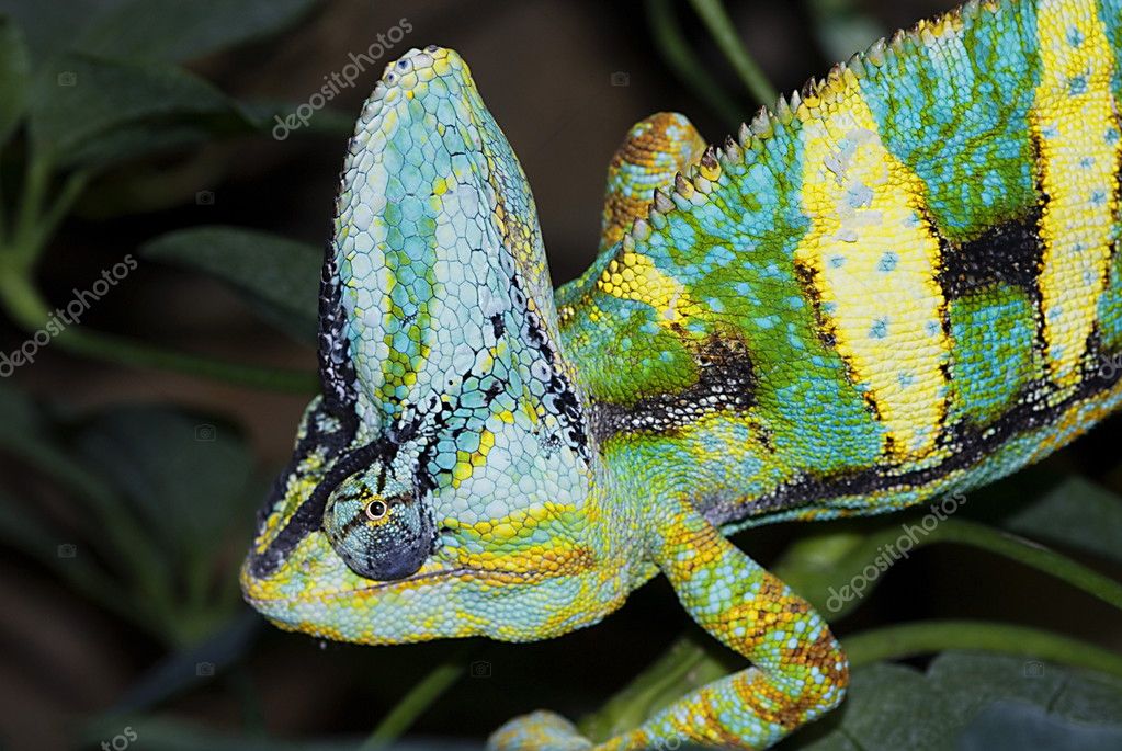 Yemen Chameleon (Chamaeleo calyptratus) — Stock Photo © fancyfocus #3650758