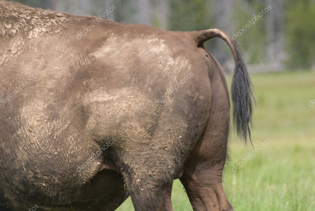 Bison Butt Close-Up — Stock Photo © woodkern #2817276