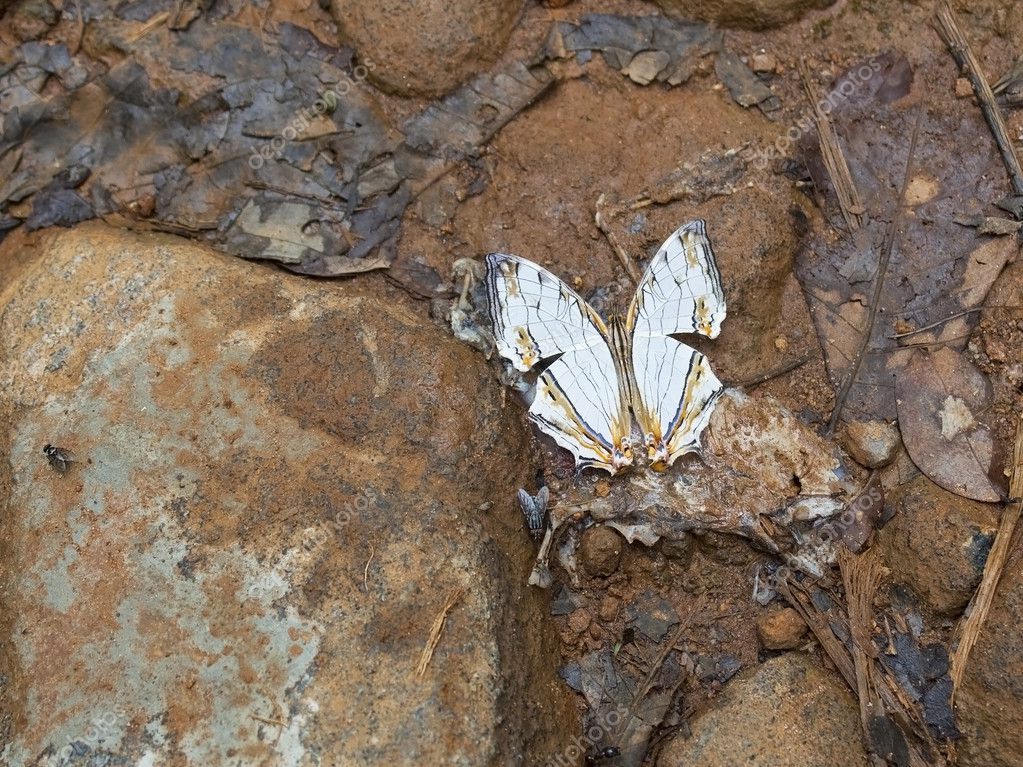Common map butterfly — Stock Photo © emjaysmith #2807095