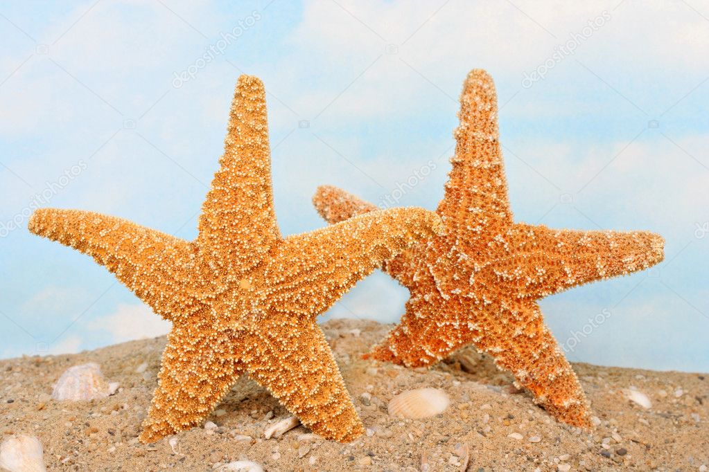 Two playful starfish on the beach Stock Photo by ©rojoimages 2823742
