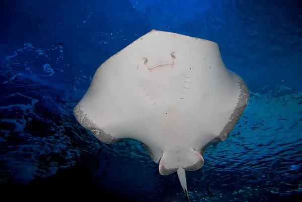 Stingray bottom in Sea World Gold Coast Australia — Stock Photo ...