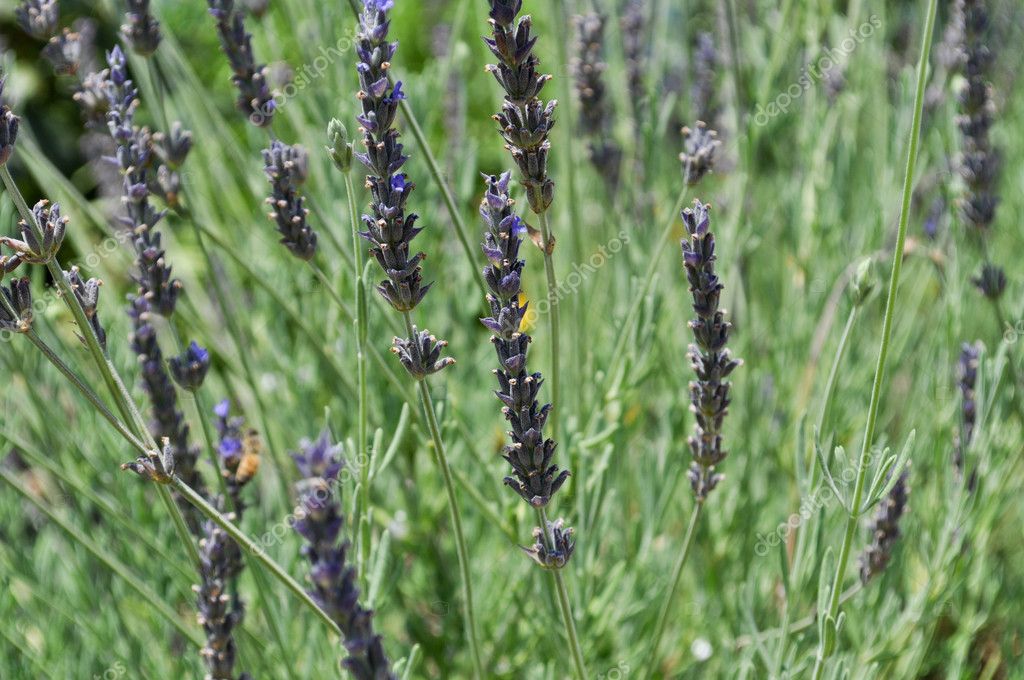 Wild Lavender Plant — Stock Photo © cipherpoint #2866818