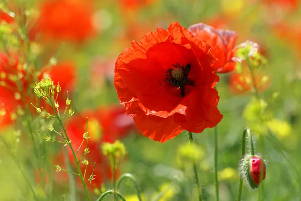 Poppy Stock Photos, Royalty Free Poppy Images | Depositphotos