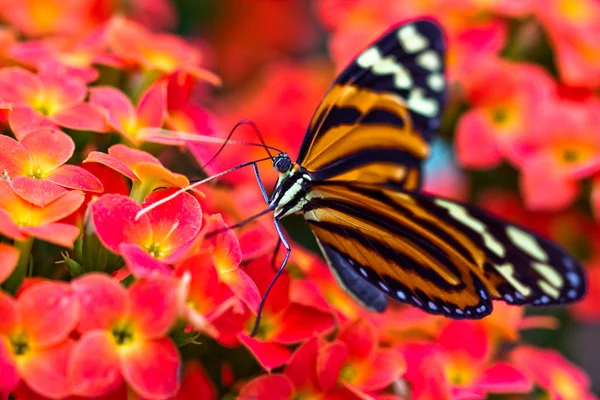 Tiger Heliconian or Ismenius Tiger - Stock Image - Everypixel