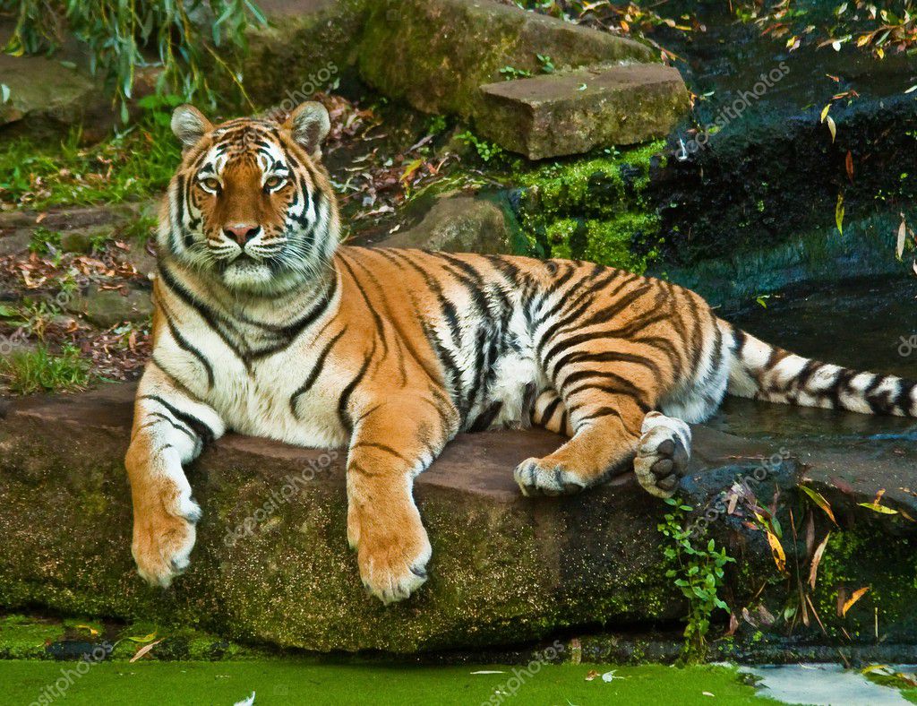 Siberian tiger (Panthera tigris altaica) — Stock Photo © Jearud #2865733