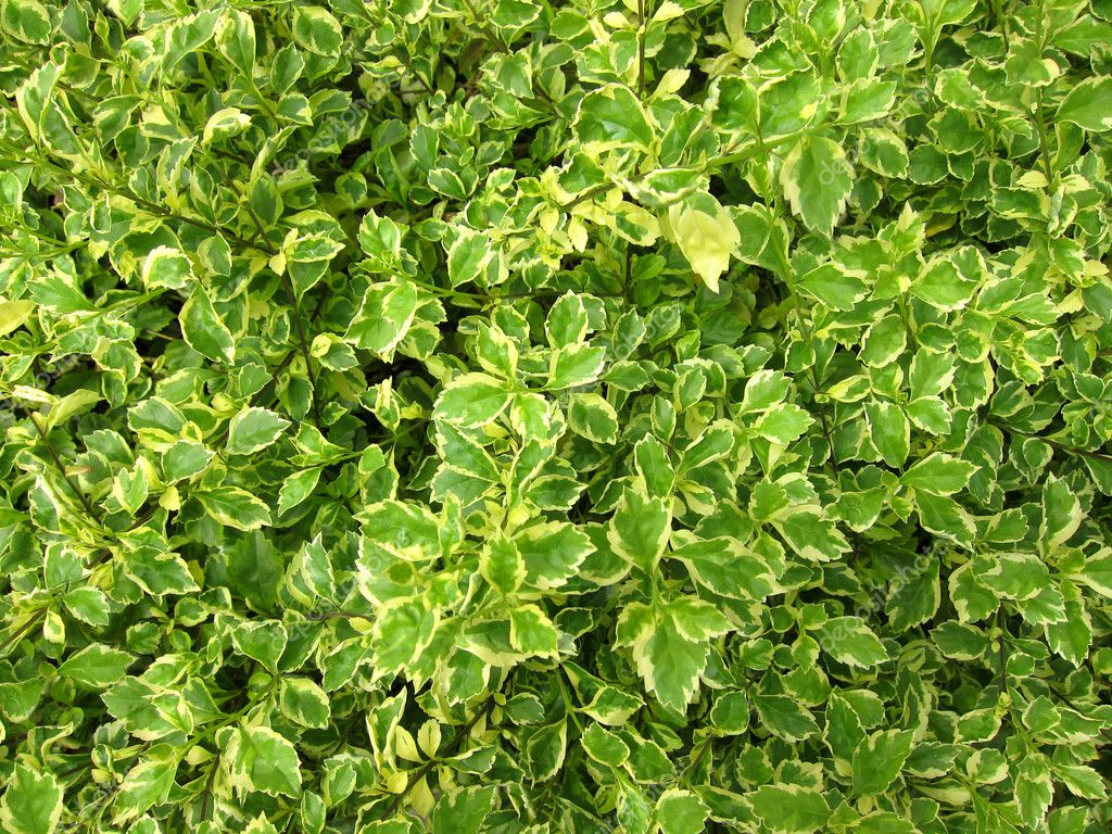 Hedge Plants — Stock Photo © arki18 #3179408