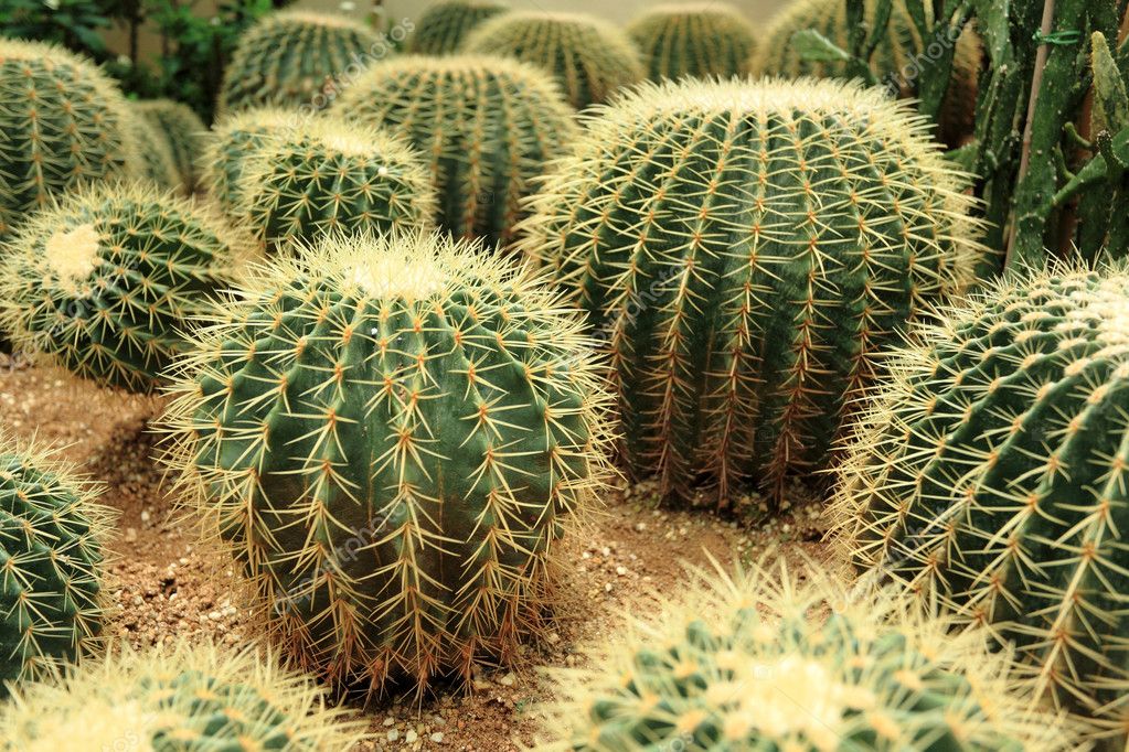 Cactaceae — Stock Photo © leungchopan #2785179