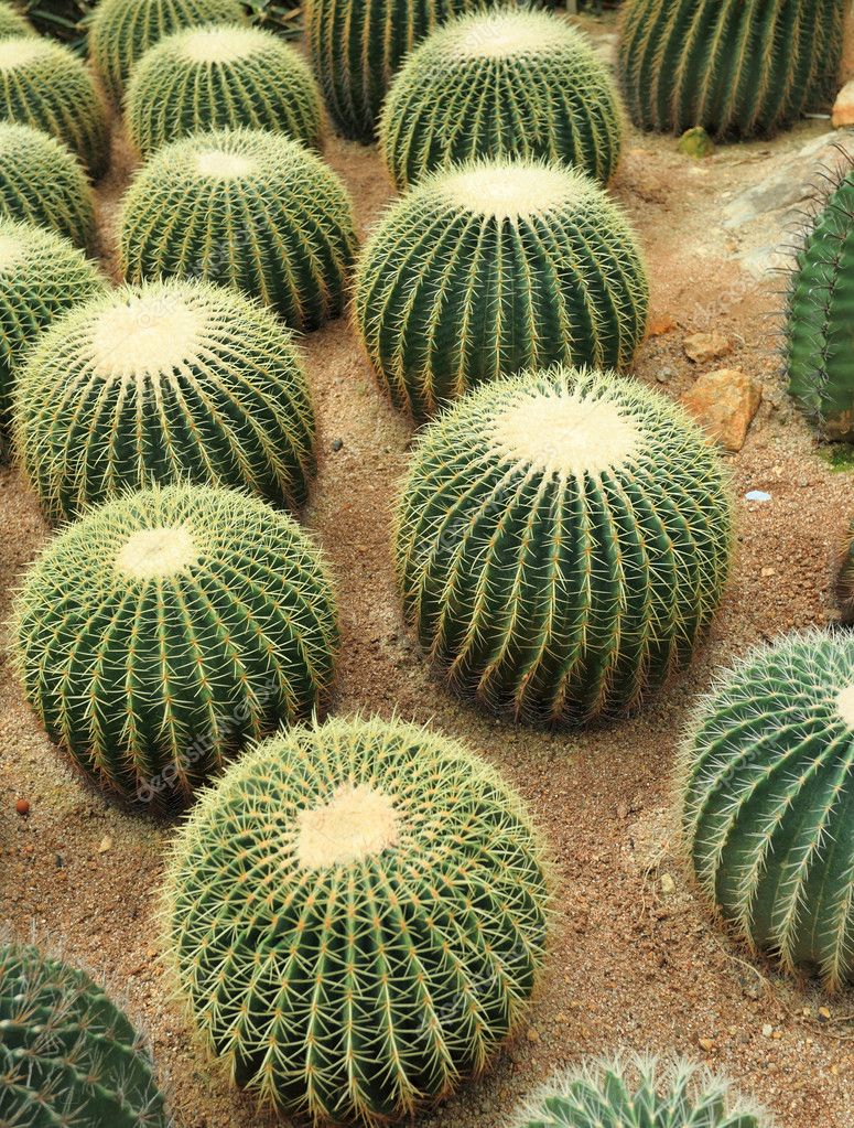 Cactaceae — Stock Photo © leungchopan #2785183