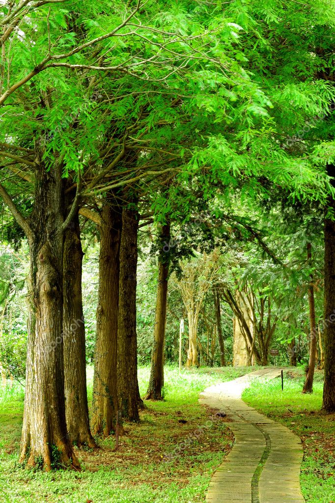 Trees and road Stock Photo by ©leungchopan 3361292