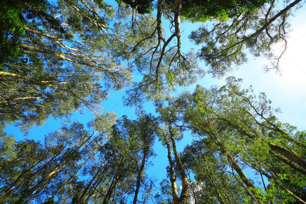 Tree canopy — Stock Photo © leungchopan #3476992 Tree canopy — Stock Photo © leungchopan #3476992