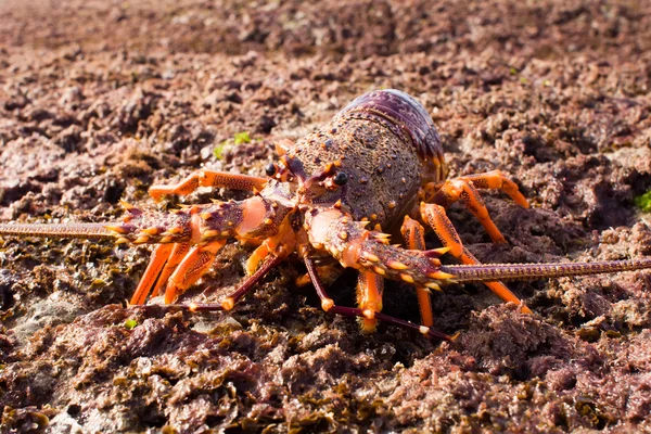 Rockpool Stock Photos, Royalty Free Rockpool Images | Depositphotos®