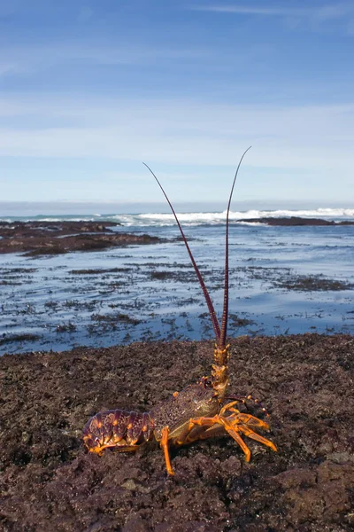 Rockpool Stock Photos, Royalty Free Rockpool Images | Depositphotos®