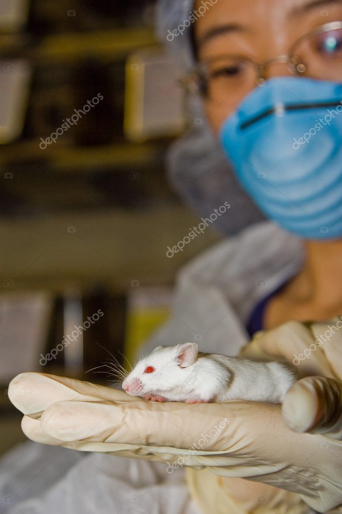 Scientist with white mouse — Stock Photo © phakimata #2739454