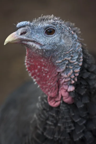 Turkey head Stock Photos, Royalty Free Turkey head Images | Depositphotos