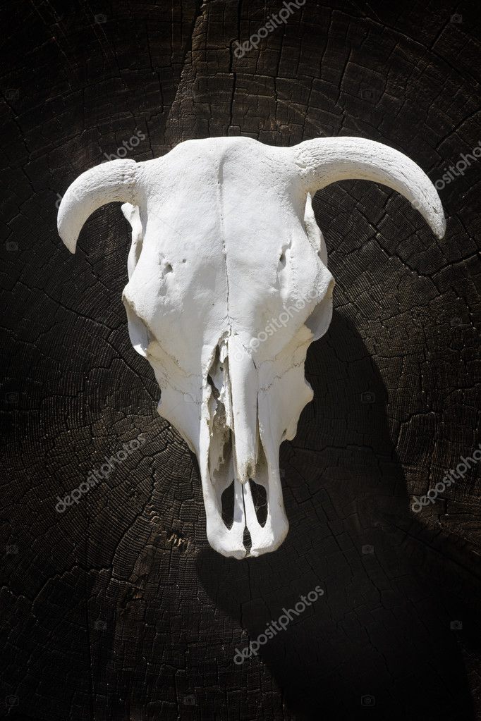 Skeleton bull head. Stock Photo by ©stephane106 2925177