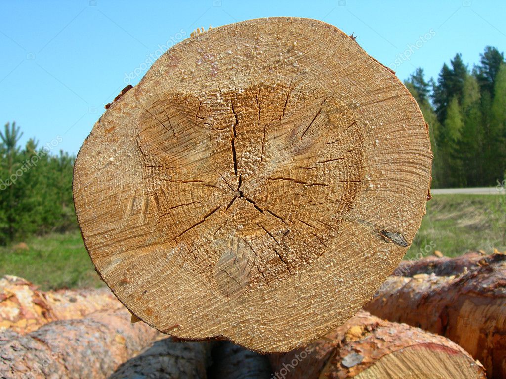 Cut of a pine log. — Stock Photo © fkdkondmi #3087168