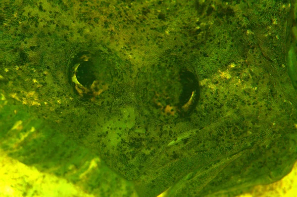 Spectacled filefish cantherhines fronticinctus Stock Photos, Royalty ...