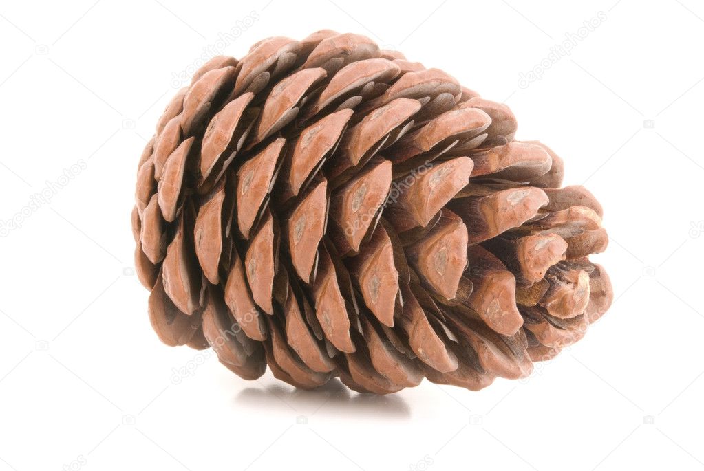 Great fir cone. — Stock Photo © Shell114 #2741305