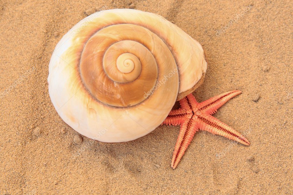 Seashell — Stock Photo © grafvision #2855598 Seashell — Stock Photo © grafvision #2855598