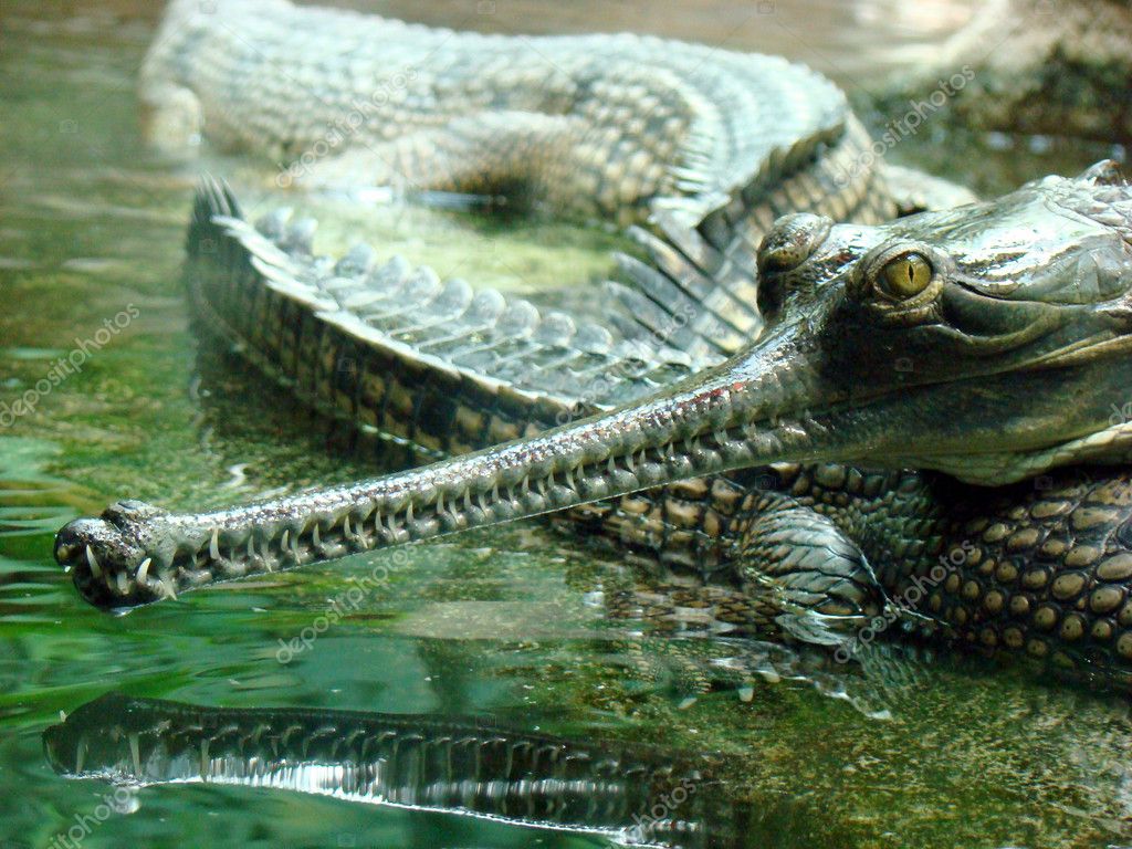 Gavial Stock Photo by ©Aktivus 2961594