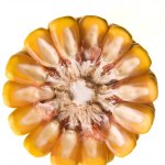 The corn cob pith Stock Photo by ©Xalanx 36966441