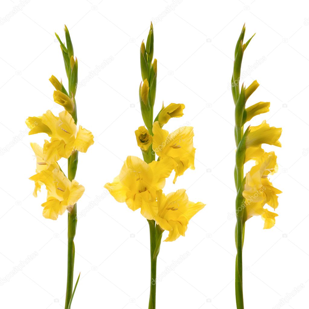 Yellow gladiolus — Stock Photo © homydesign #3374578