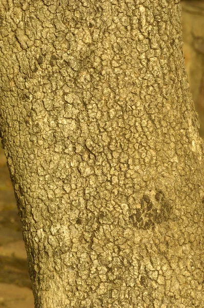 Water-berry tree — Stock Photo © willem #3272817